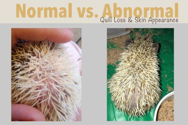 Hedgehog Quilling Symptoms And Tips - Heavenly Hedgies